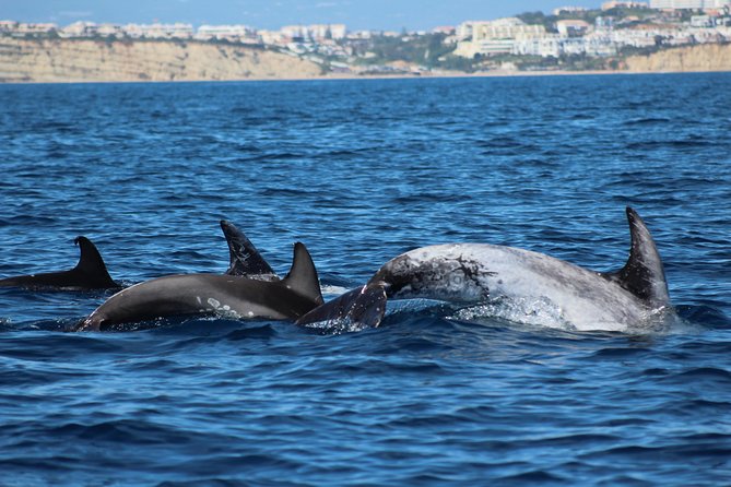 Dolphin-Watching in Marina de Lagos - The Value of This Dolphin Tour