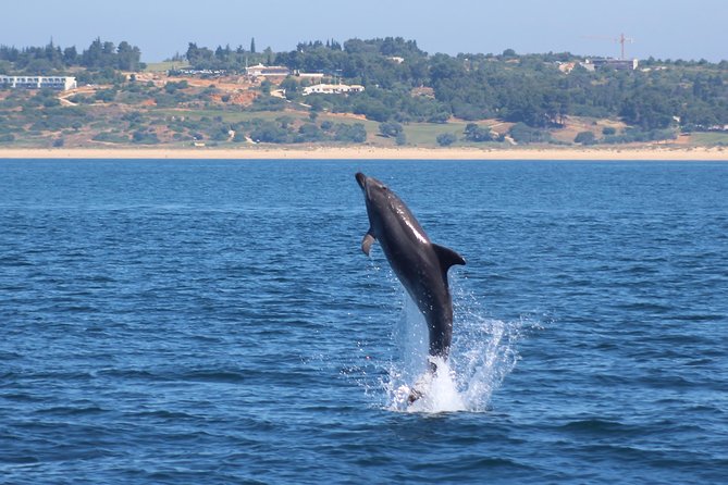 Dolphin-Watching in Marina de Lagos - What Our Readers Say: Authentic Perspectives