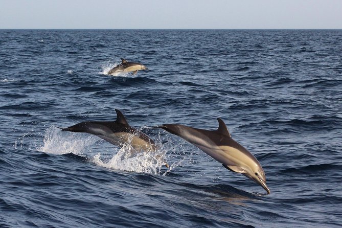 Dolphin-Watching in Marina de Lagos - Practical Tips for Your Dolphin-Watching Adventure