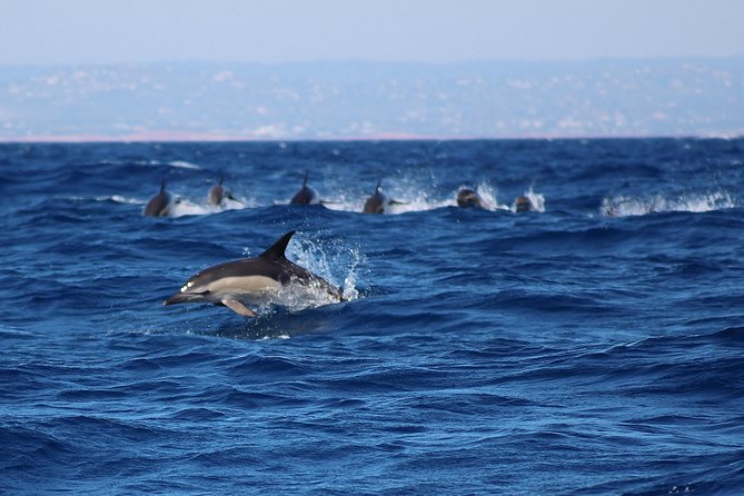 Dolphin-Watching in Marina de Lagos - The Sum Up: Who Should Consider This Tour?
