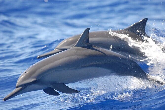 Dolphin Watching in Puerto Escondido - An In-Depth Look at the Dolphin Watching Tour