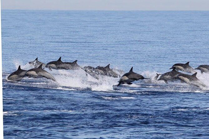 Dolphin Watching in Puerto Escondido - FAQ