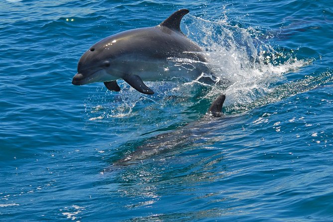 Dolphin Watching in the Wild - Half Day - Final Word