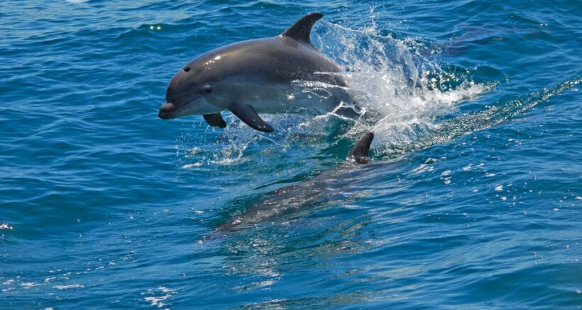 Dolphin Watching in the Wild - Half Day Private Tour - Introduction: What Makes This Tour Stand Out