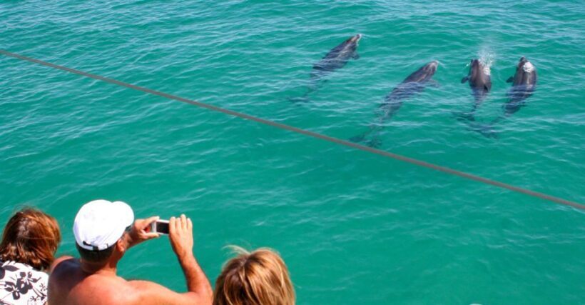 Dolphin Watching in the Wild - Half Day Private Tour - Authentic Traveler Perspectives