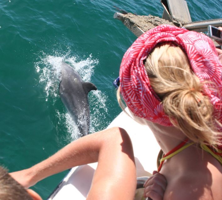 Dolphin Watching in the Wild - Half Day Private Tour - Why This Tour Offers Good Value