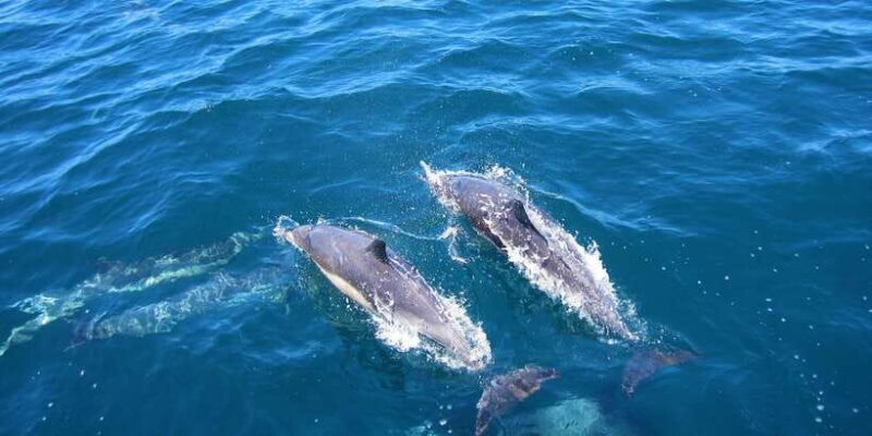 Dolphin Watching in Trincomalee - Key Points