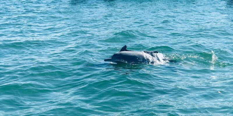 Dolphin Watching in Trincomalee - What You Can Expect on the Tour