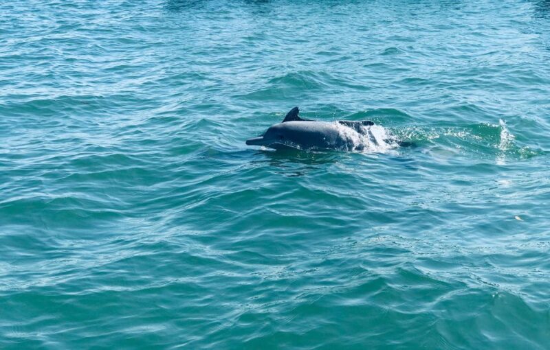 Dolphin Watching in Trincomalee - Who Will Love This Tour?