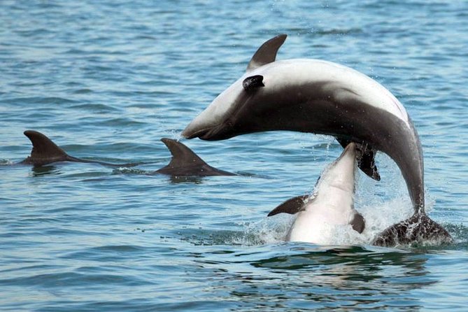 DOLPHIN WATCHING | Pula Boat - Responsible Dolphin Watching Tour