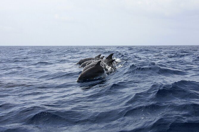 Dolphin Watching & Snorkeling in Key West with Sunset Dinner Cruise and Open Bar - FAQ