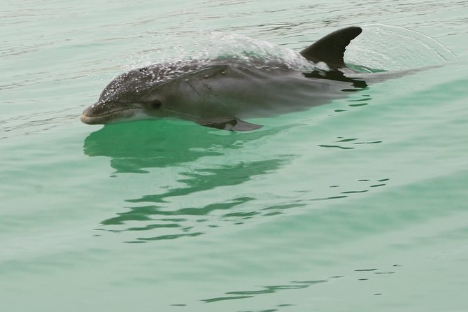 Dolphin-Watching Speedboat Cruise in Destin Harbor - Authentic Traveler Perspectives
