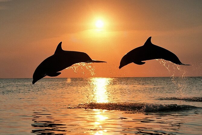 Dolphin Watching & Sunset Boat Tour With Dinner and Drinks - Who Should Consider This Tour?