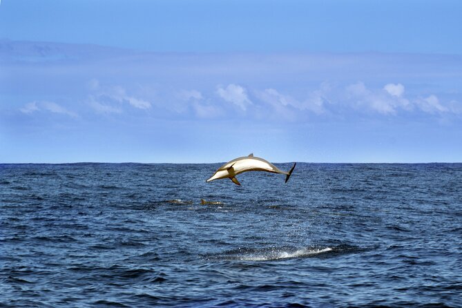 Dolphin Watching Sunset Boat Trip in Pula With Dinner - Frequently Asked Questions