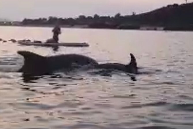 Dolphin Watching SUP Tour With Golfo Aranci Aperitif - What to Expect