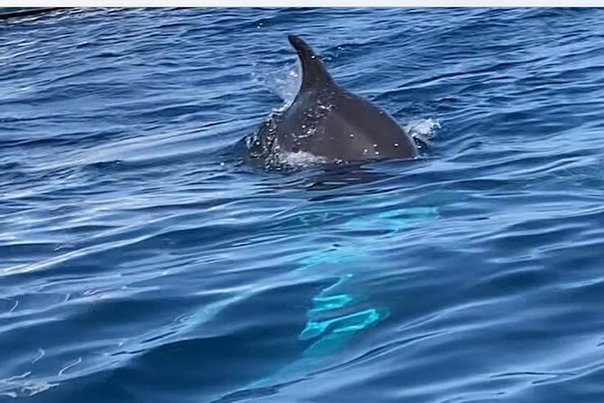 Dolphin Watching SUP Tour With Golfo Aranci Aperitif - Preparing for the Tour