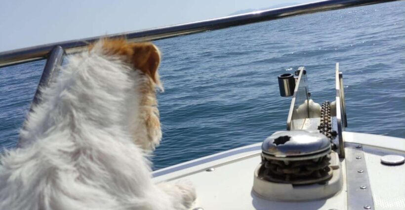 DOLPHIN WATCHING - An Overview of the Dolphin Watching Experience