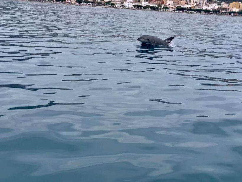 DOLPHIN WATCHING - Who Will Love This Tour?