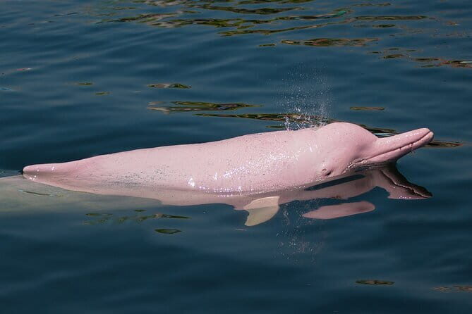 Dolphin Watching Tan and Pig Island Tour from Koh Samui - Key Points