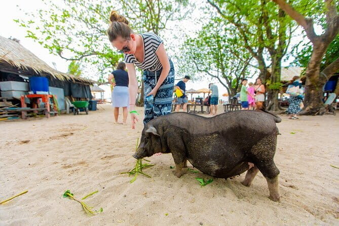 Dolphin Watching Tan and Pig Island Tour from Koh Samui - The First Stop: New Beach and Dolphin Spotting