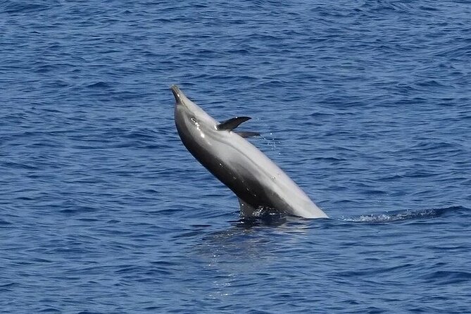 Dolphin Watching Tour with Snorkeling from Olbia - Final Thoughts: Is It Worth It?