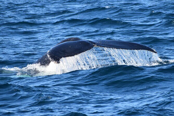 Dolphin & Whale Cruise - FAQ