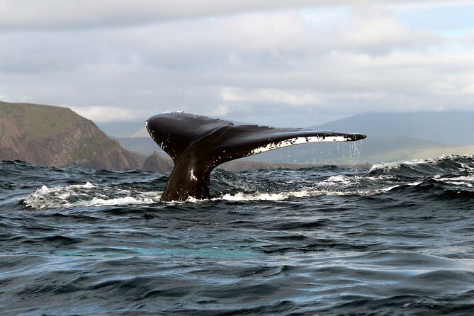 Dolphin & Whale Watching (4hrs) + Blasket Island Landing (3hrs) - Overview of the Tour Experience