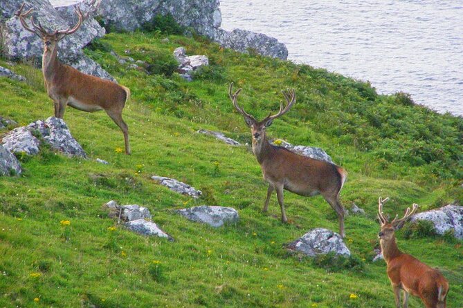 Dolphin & Whale Watching (4hrs) + Blasket Island Landing (3hrs) - Pricing and Booking Information