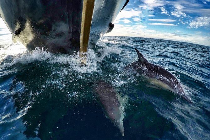 Dolphin & Wildlife Encounters - FAQ
