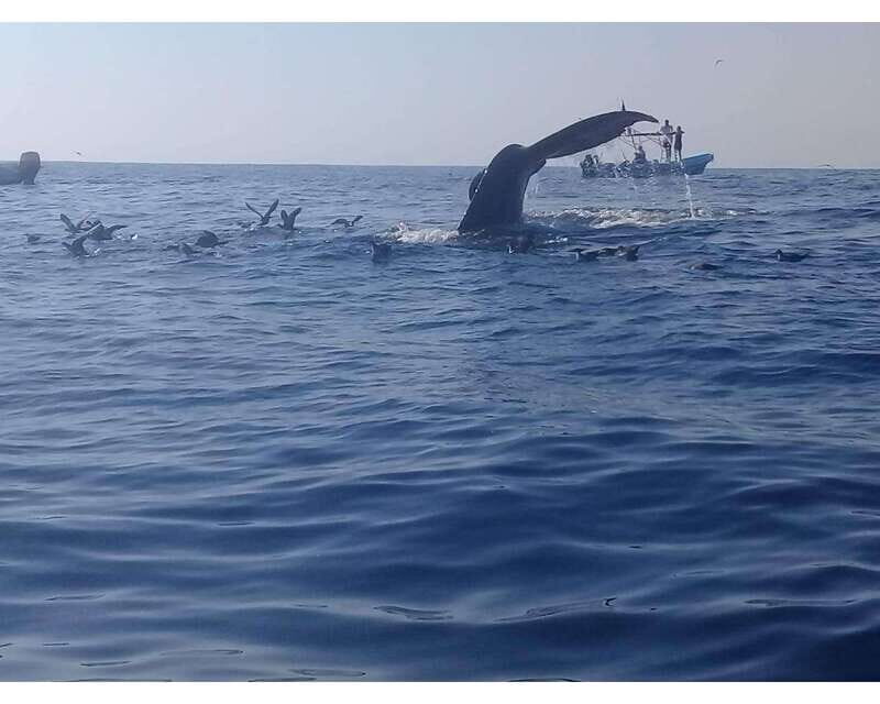 Dolphins and whales watching in Puerto Escondido. - What’s Included and What to Prepare