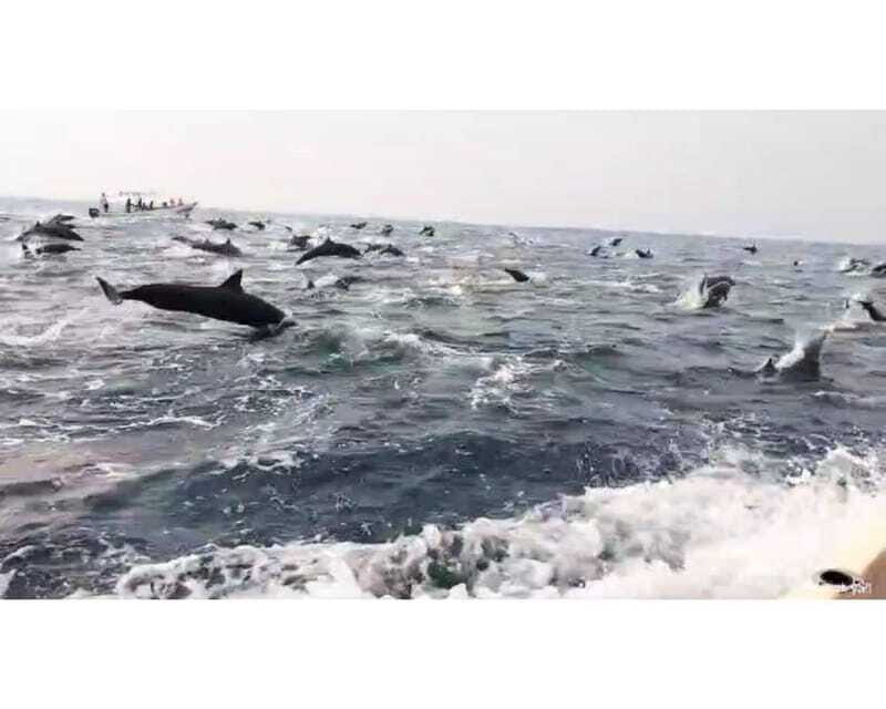 Dolphins and whales watching in Puerto Escondido. - FAQ