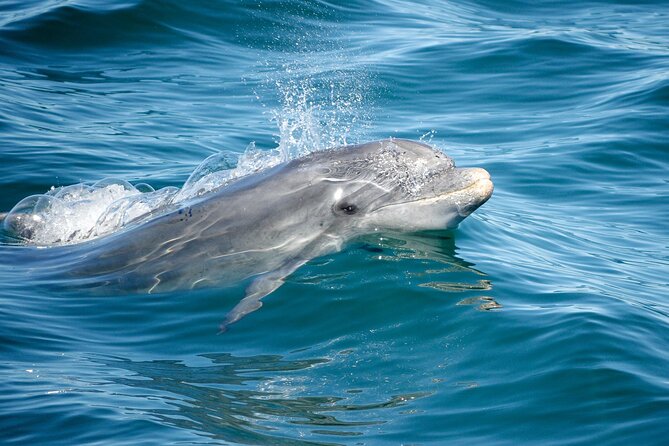 Dolphins & Caves on Rib Boat - Frequently Asked Questions