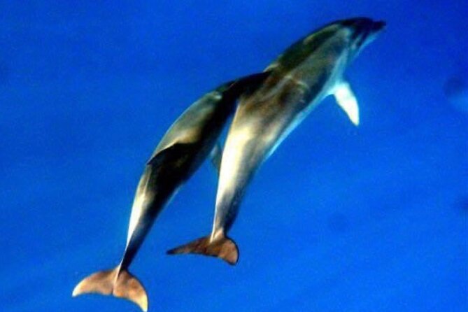 Dolphins Circus tour in Small group - Why This Tour Will Appeal to You