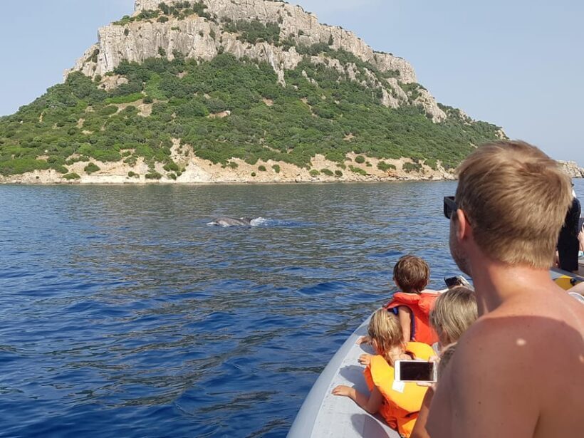 Dolphins: Dolphin Sightseeing Tour and Cape Figari By Dinghy - What Travelers Are Saying