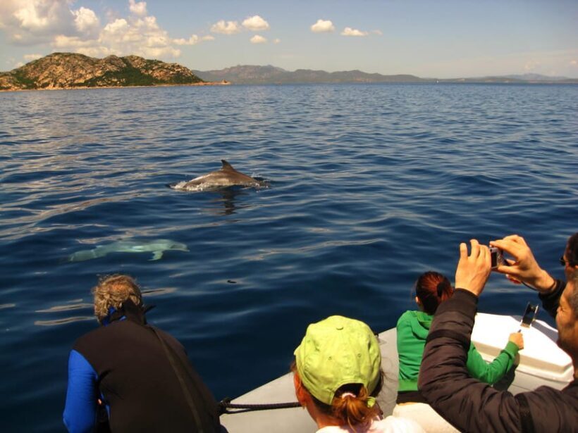 Dolphins: Dolphin Sightseeing Tour and Cape Figari By Dinghy - Why This Tour Offers Good Value