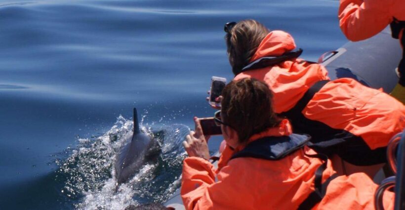Dolphins Watching - Portimão - The Itinerary: What You Can Expect