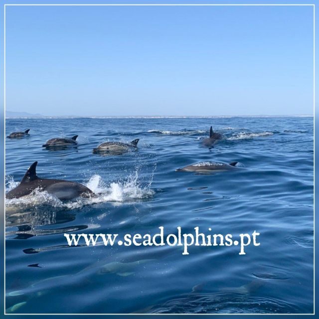 Dolphins Watching - Portimão - Authentic Encounters and Genuine Testimonials