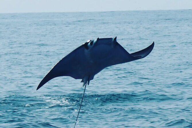 Dolphins,Turtles Watching - Exploring Puerto Escondido’s Dolphins and Turtles Tour: A Practical and Authentic Marine Adventure