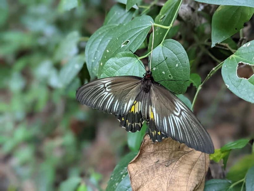 Dolukanda Hiking Adventure  Healing Rock of Aristhana - Key Points