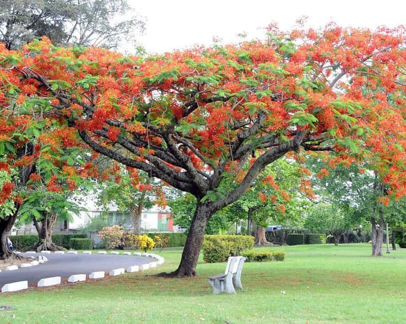 Dominica: Safari Scenic Tour with Karaoke - Final Thoughts