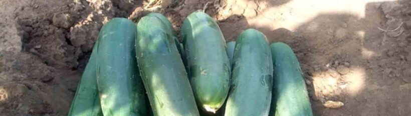 Dominica: Sow & Grow Farm Exploration - Key Points