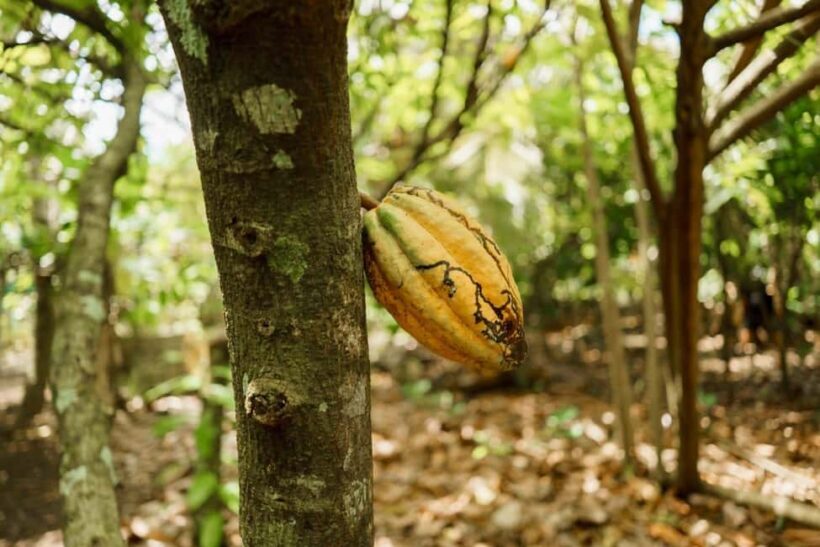 Dominican Culture & Buggy Family Adventure from Punta Cana - Who Will Love This Tour?