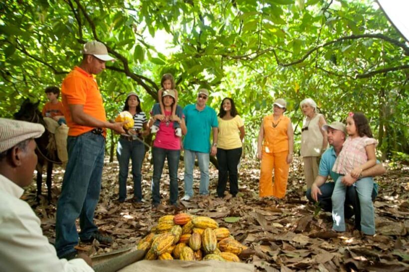Dominican Republic Cacao Plantation Tour - Key Points