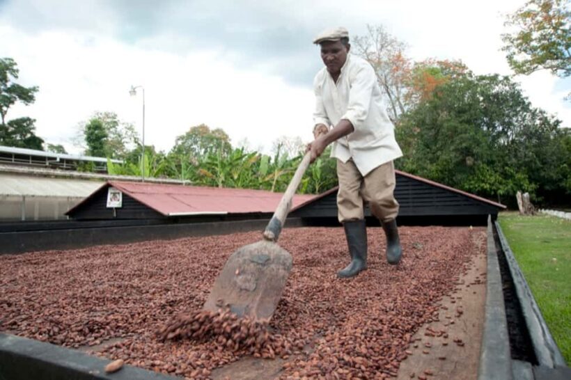 Dominican Republic Cacao Plantation Tour - Practical Details and Why They Matter