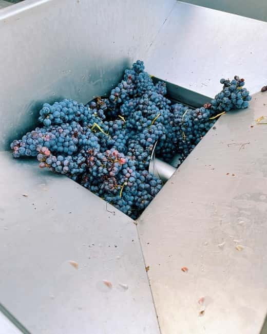 Domodossola: Savor Wines & Local Treats in a Scenic Vineyard - The Sum Up