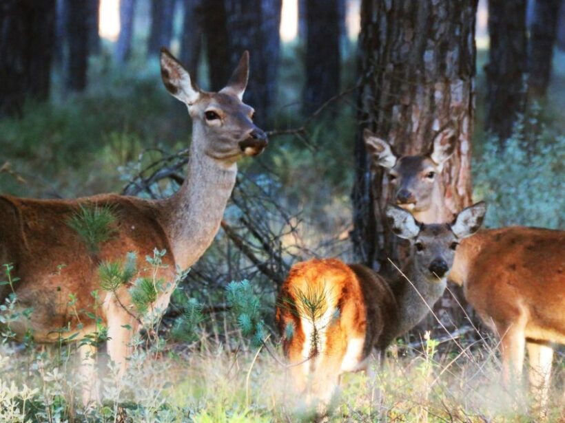 Doñana National Park: 2-Day Tour from Seville - Considering the Value