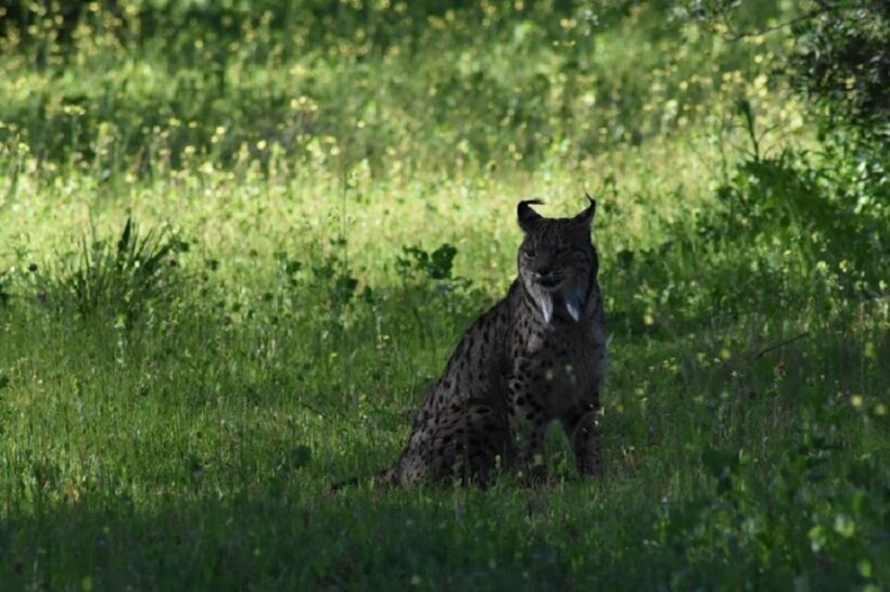 Doñana National Park: 2-Day Tour from Seville - Who Will Appreciate This Tour?