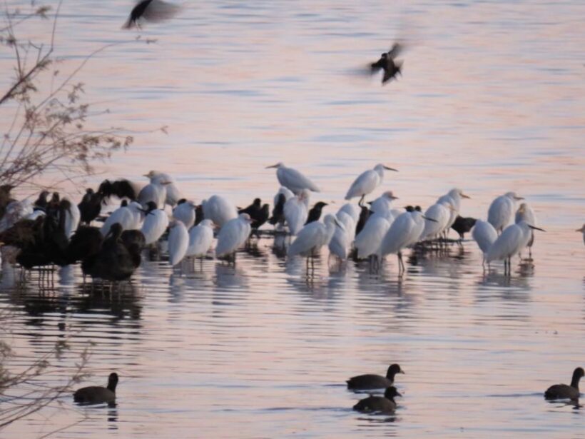 Doñana National Park: 2-Day Tour from Seville - FAQ About the Doñana National Park 2-Day Tour