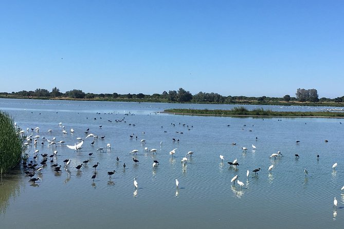 Donana National Park and El Rocío: Private Tour From Seville - Birdwatching Opportunities in Donana
