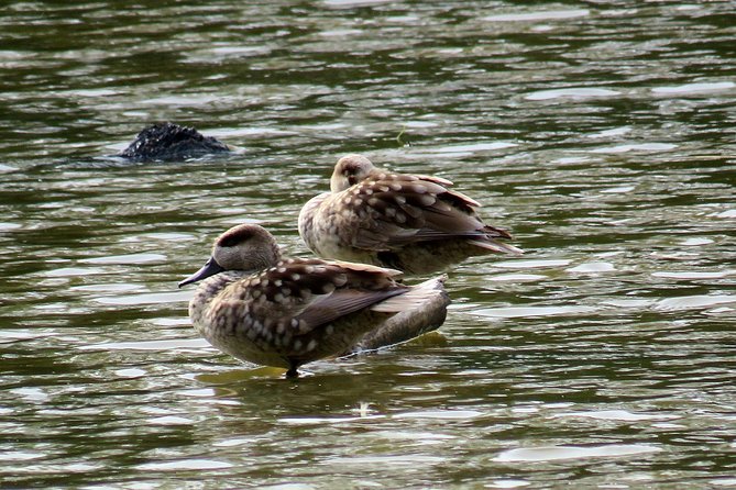 Donana National Park and El Rocío: Private Tour From Seville - The Adventure of a Private Jeep Tour